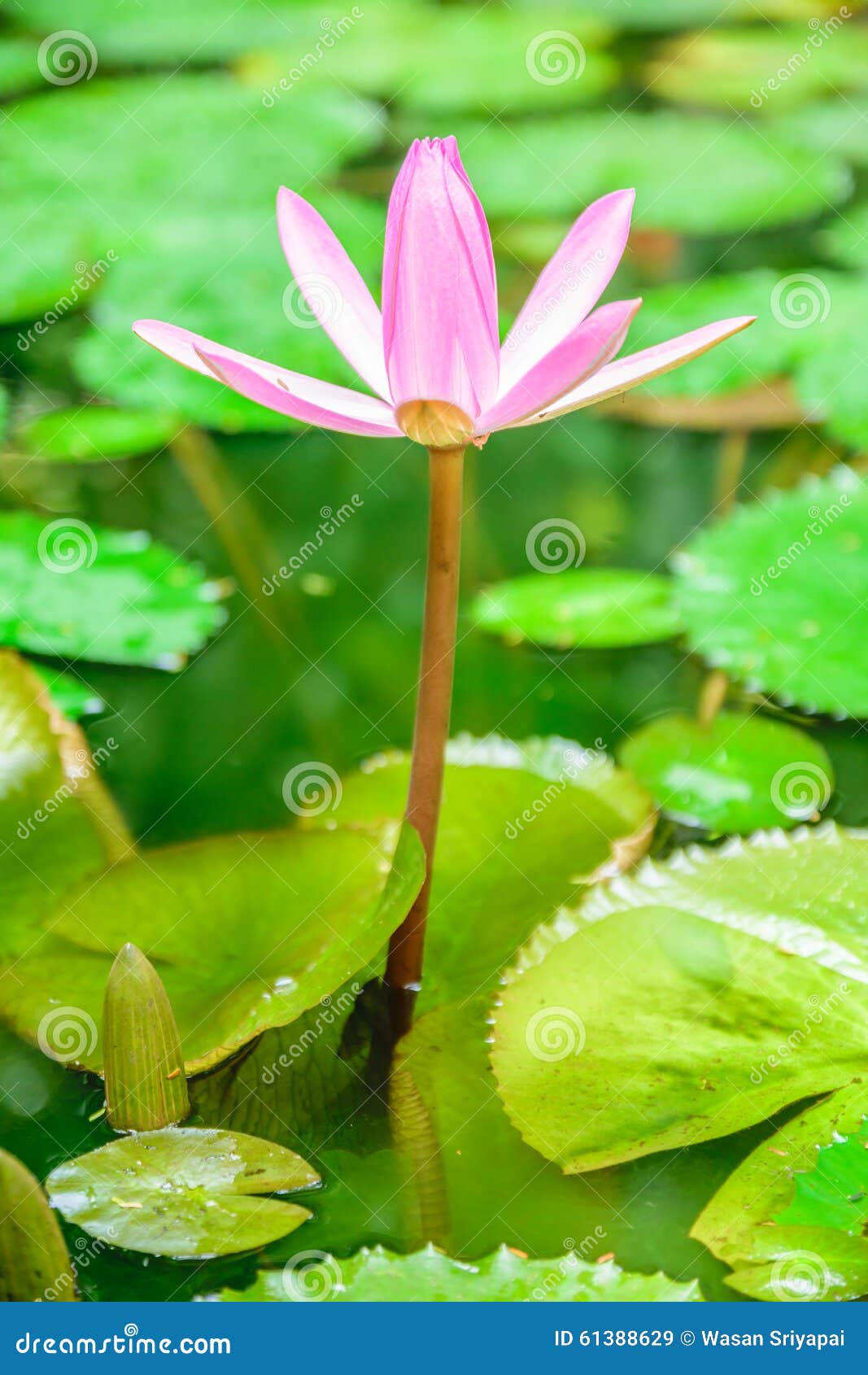 Loto immagine stock. Immagine di pianta, flora, bianco - 61388629