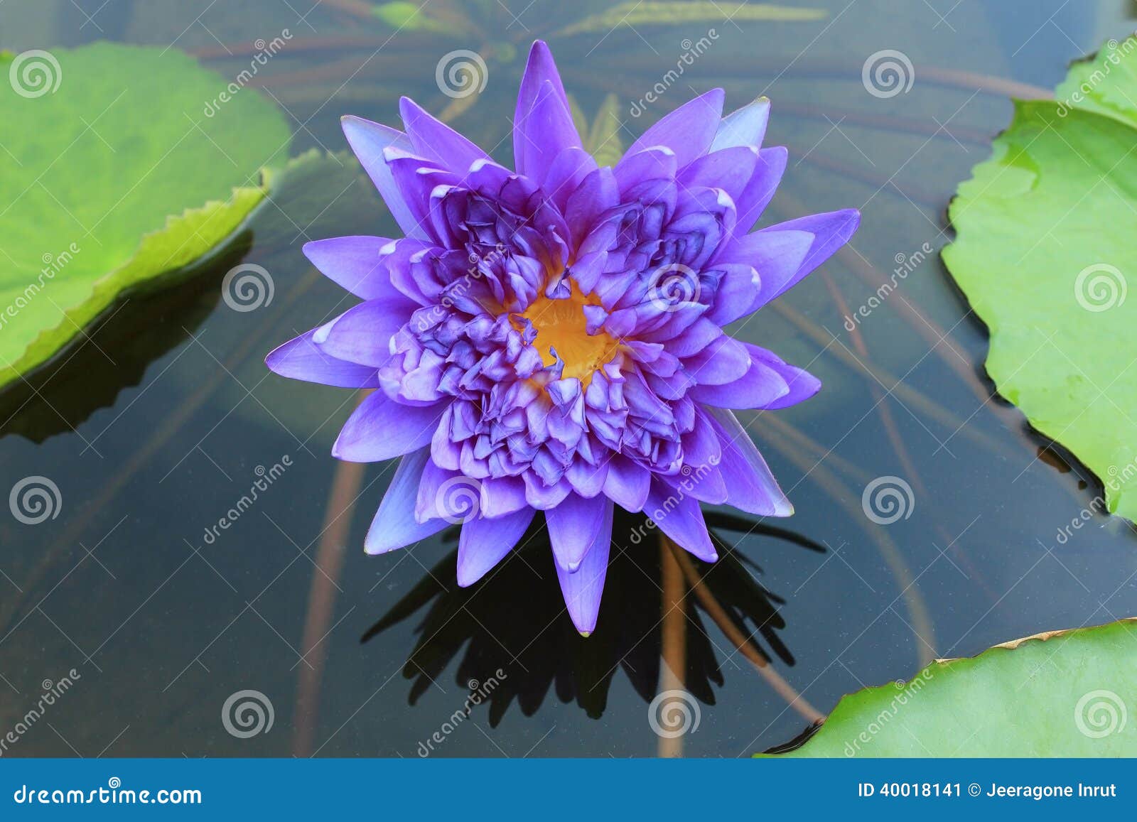 Loto azul imagen de archivo. Imagen de primer, verano - 40018141