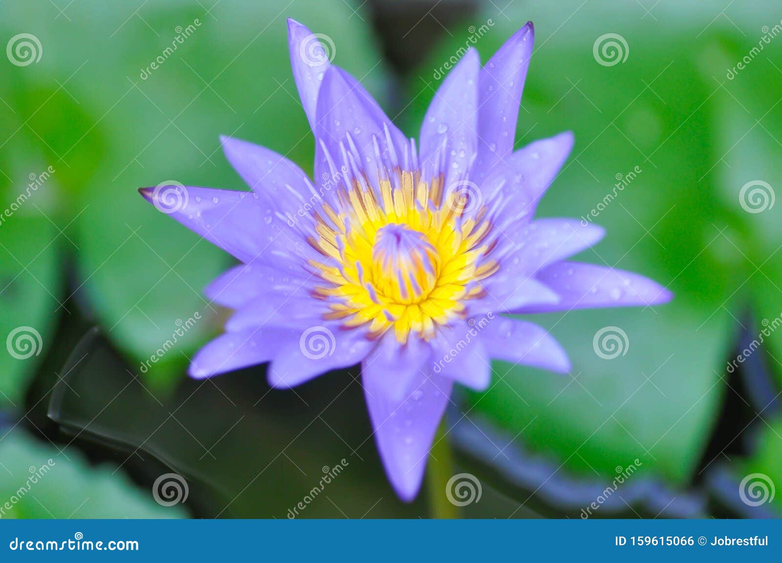 Loto de Lotus o morado foto de archivo. Imagen de agua - 159615066