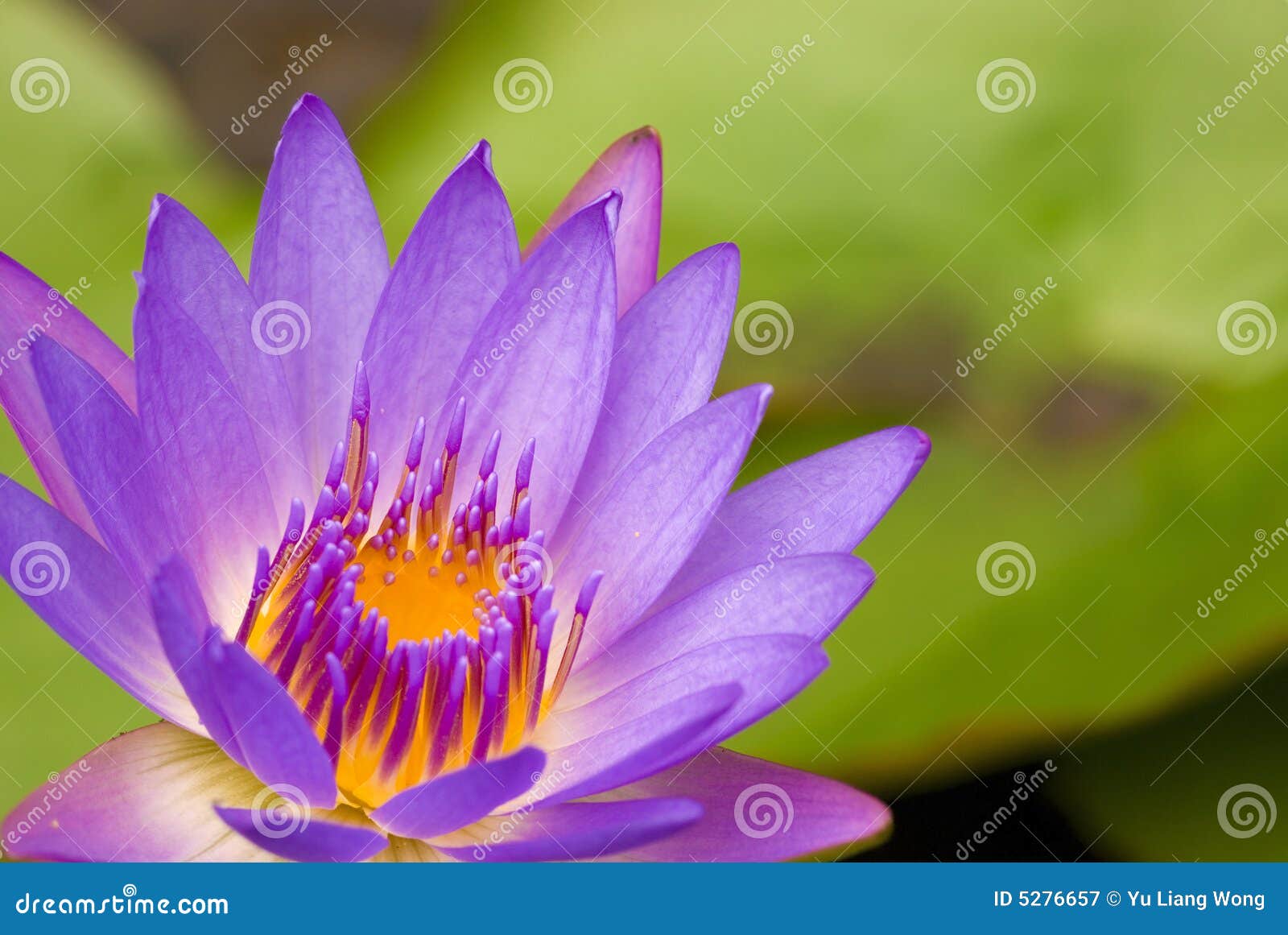 Loto imagen de archivo. Imagen de floral, black, lotus - 5276657
