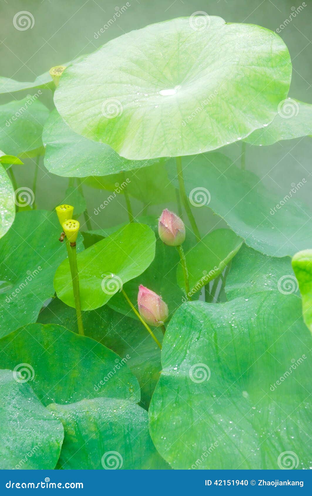 Loto nell'acquerugiola fotografia stock. Immagine di sfondo - 42151940