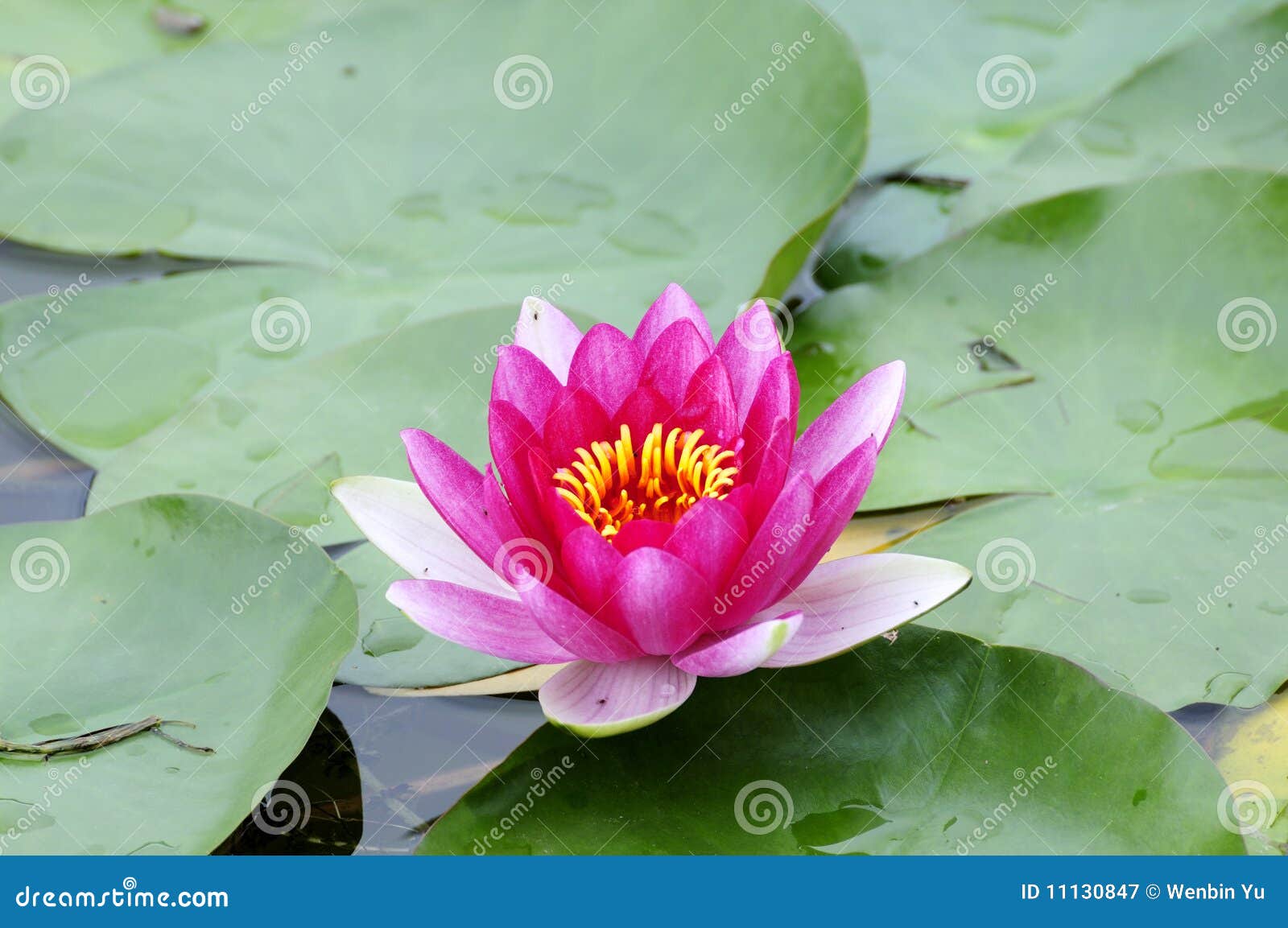 Loto rojo imagen de archivo. Imagen de rojo, cierre, pétalo - 11130847