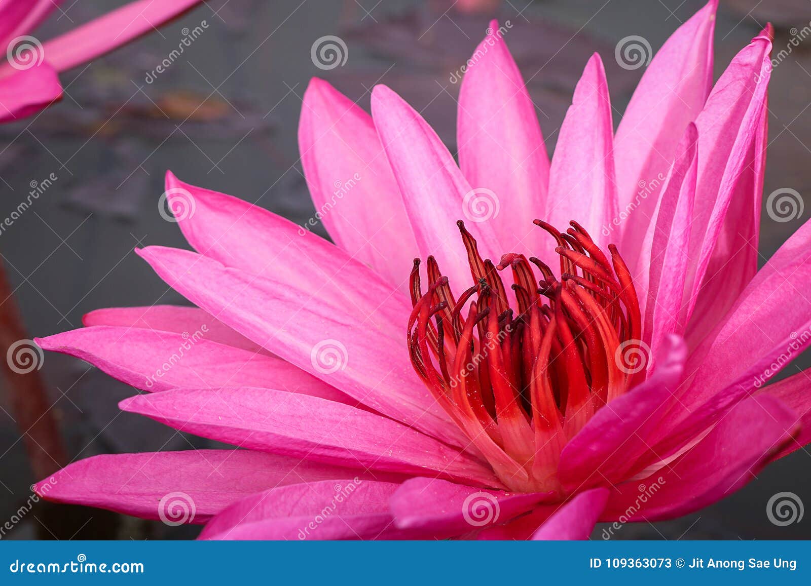 Loto Rojo Que Florece En El Lago Imagen de archivo - Imagen de brote ...