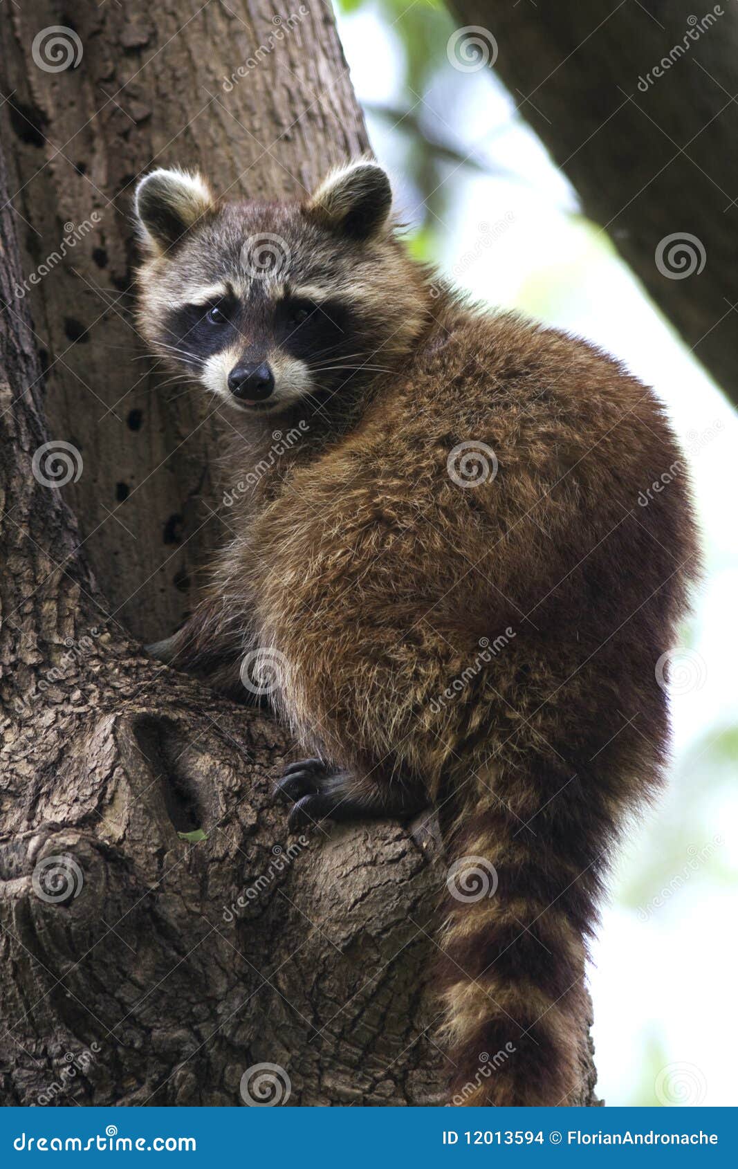 Lotor Del Mapache/del Procyon Foto de archivo - Imagen de fauna ...