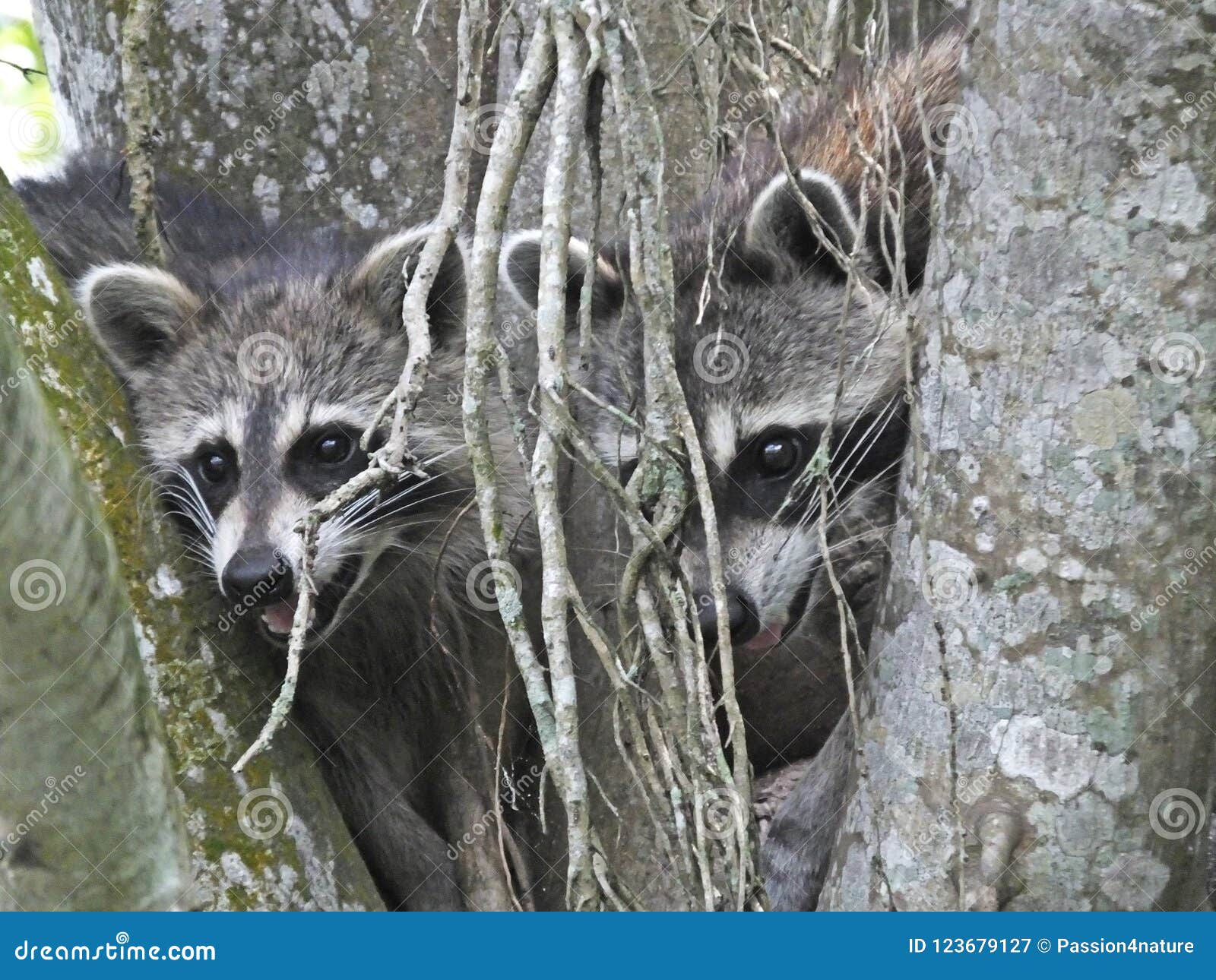 Lotor Del Mapache O Del Procyon Imagen de archivo - Imagen de fauna ...