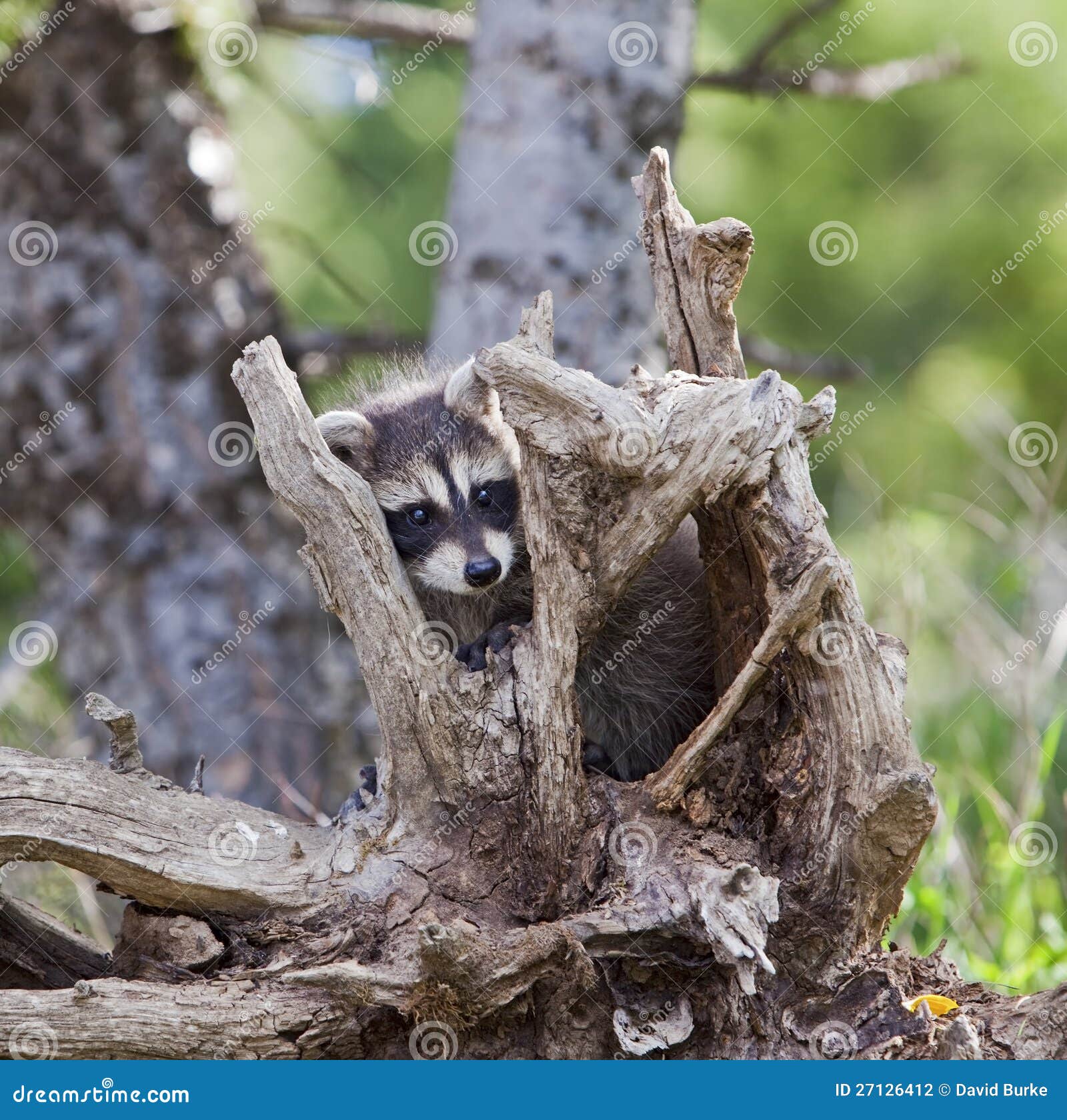 Lotor Del Procyon Del Mapache Foto de archivo - Imagen de hierba, vida ...