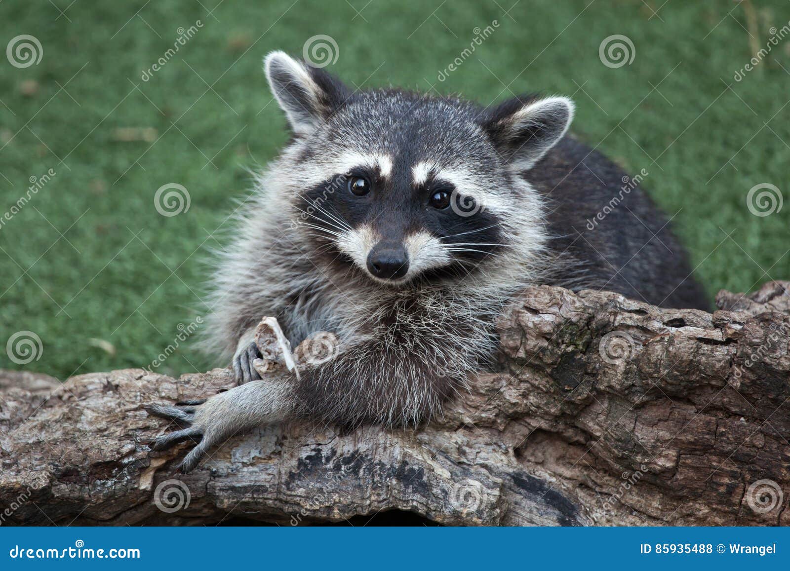 Lotor Del Procyon Del Mapache Foto de archivo - Imagen de salvaje ...