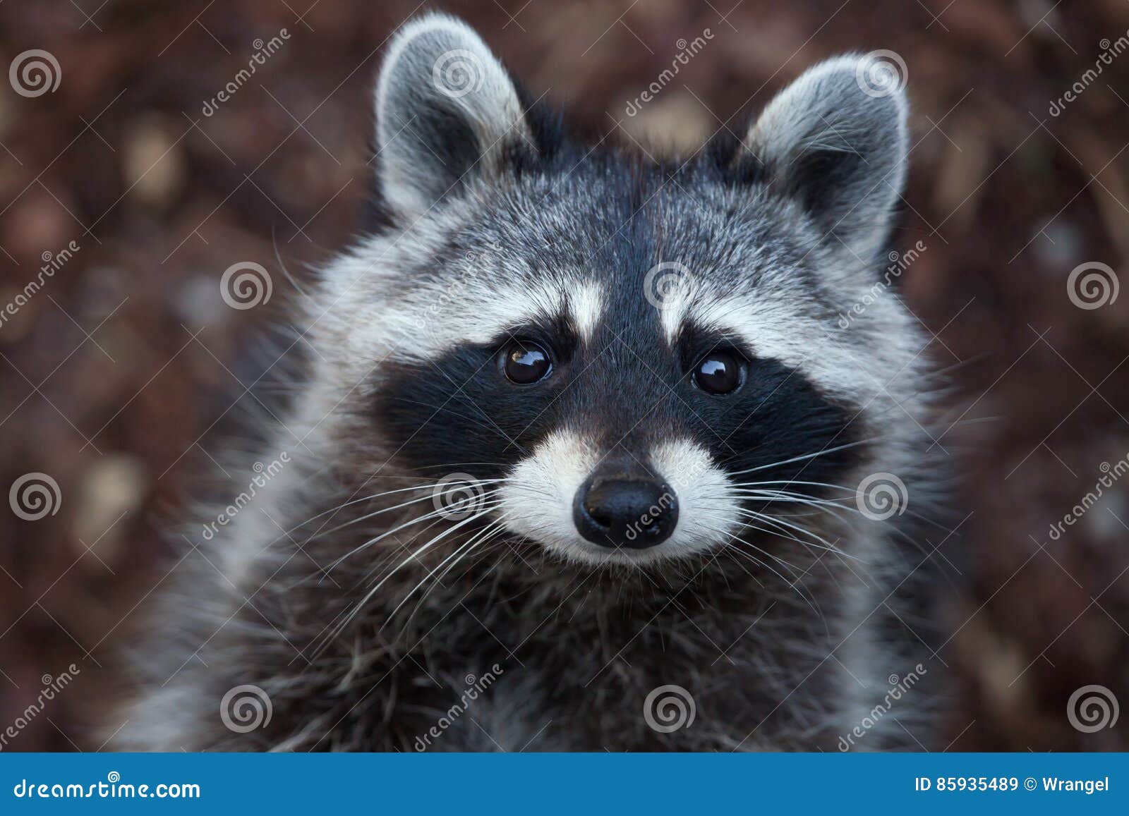 Lotor Del Procyon Del Procione Immagine Stock - Immagine di canadese ...