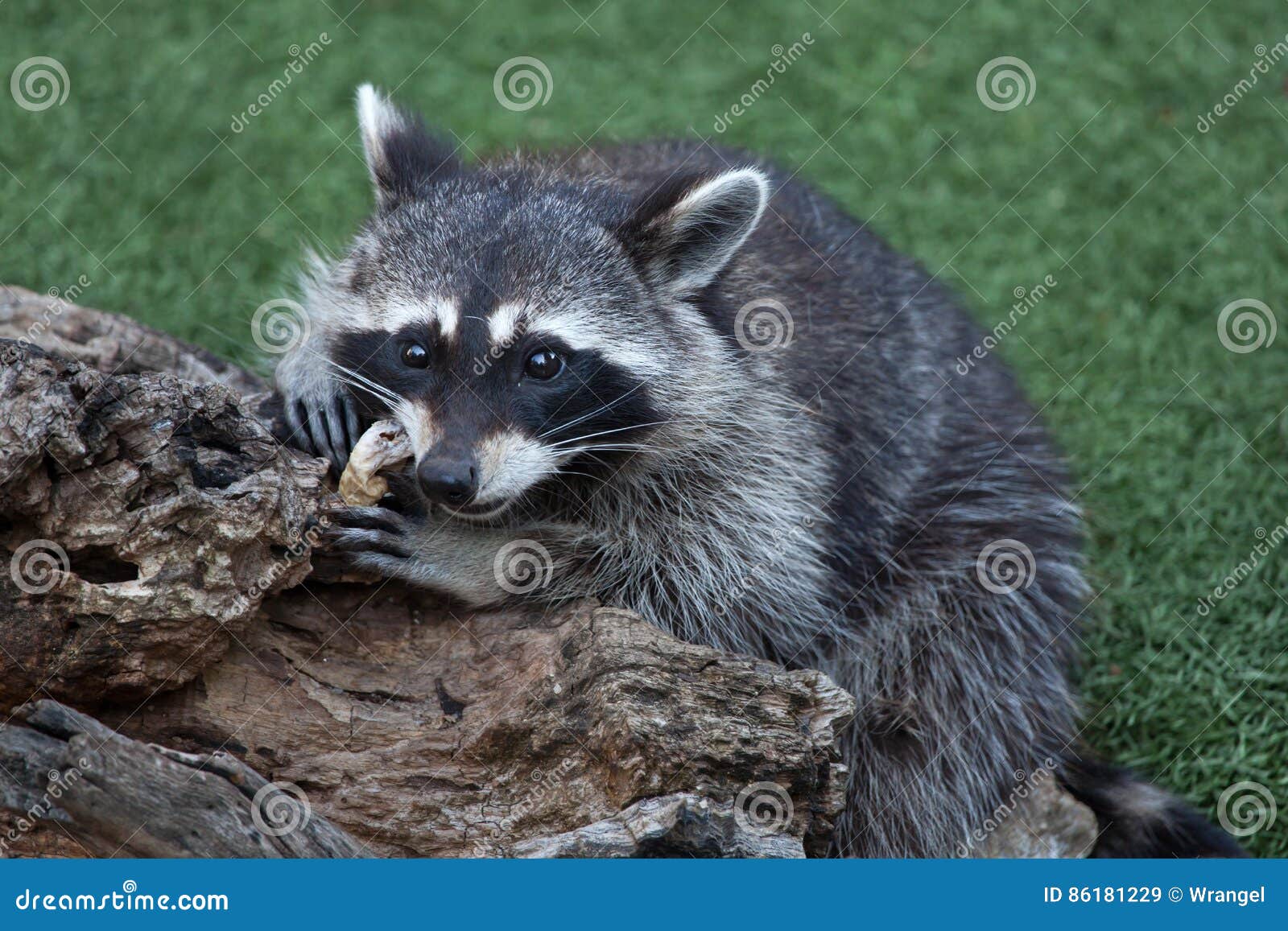 Lotor Del Procyon Del Procione Immagine Stock - Immagine di vita ...