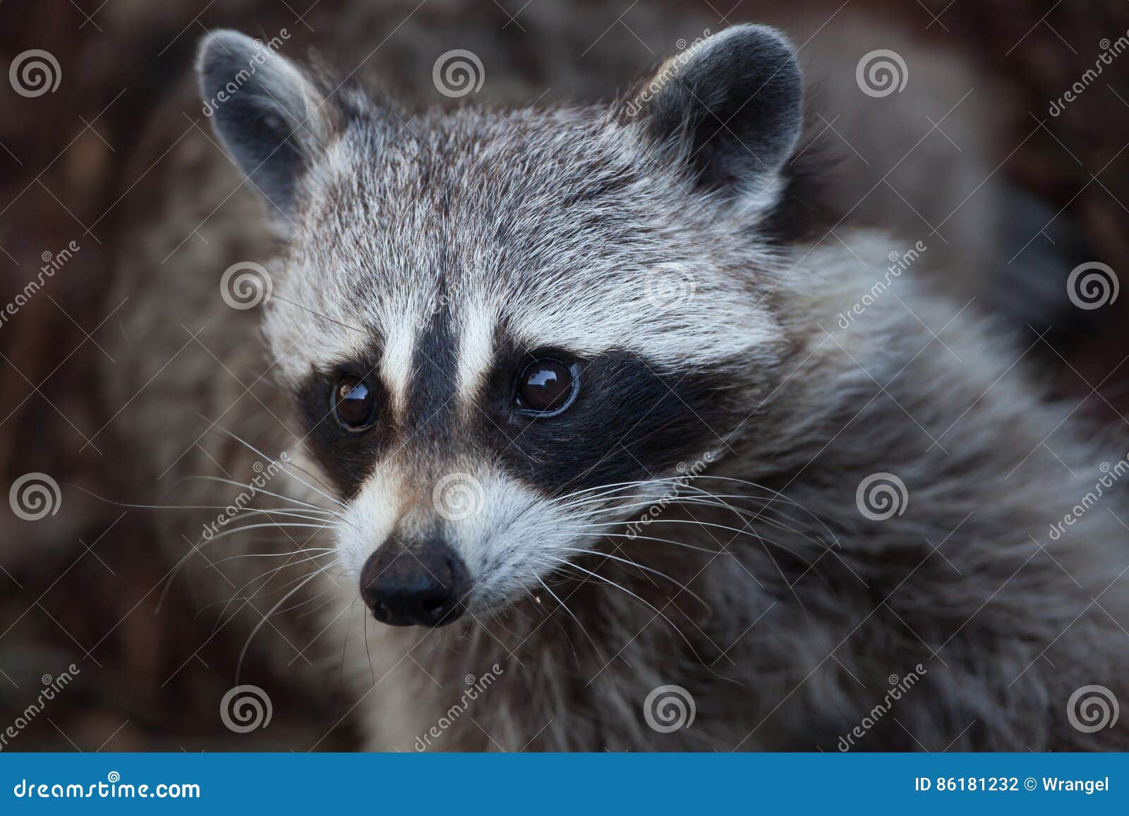 Lotor Del Procyon Del Procione Fotografia Stock - Immagine di nord ...