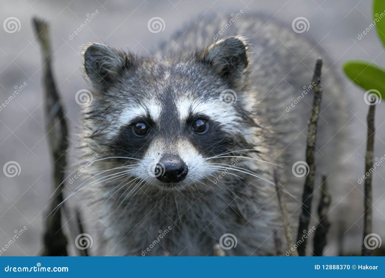Lotor del Procyon, mapache foto de archivo. Imagen de subida - 12888370