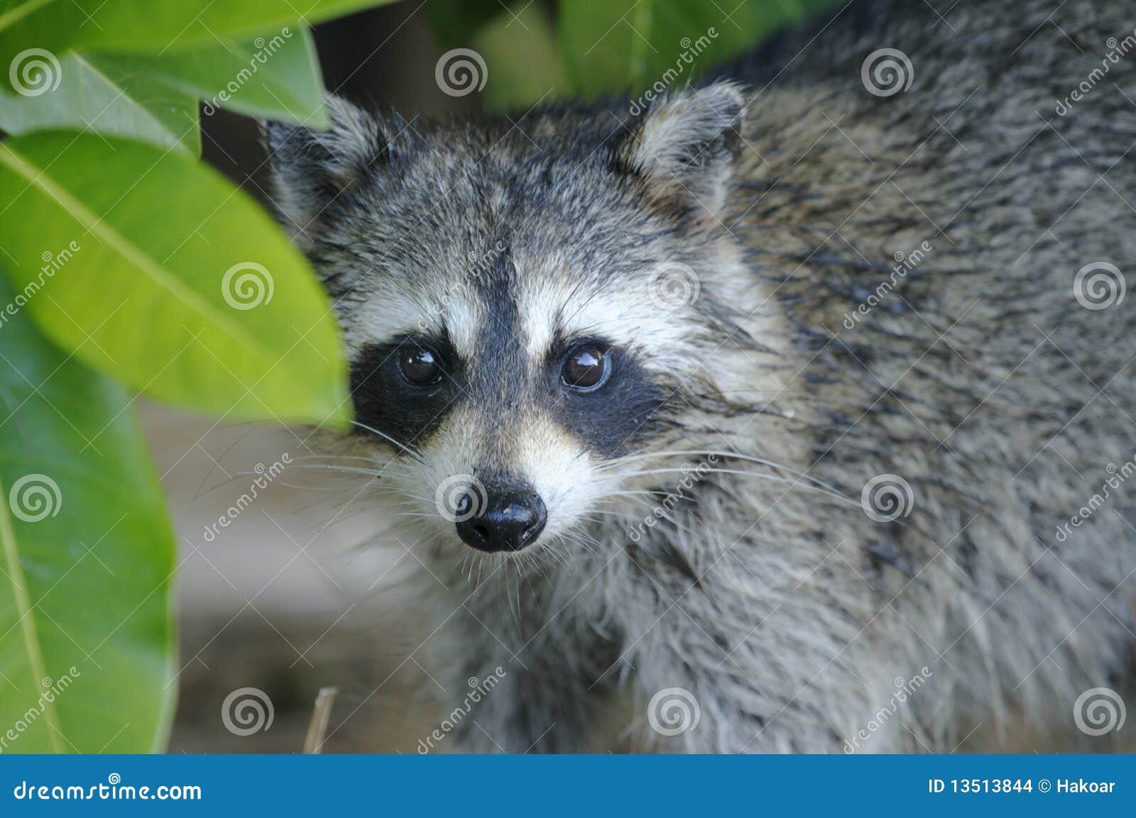Lotor del Procyon, mapache foto de archivo. Imagen de modelo - 13513844