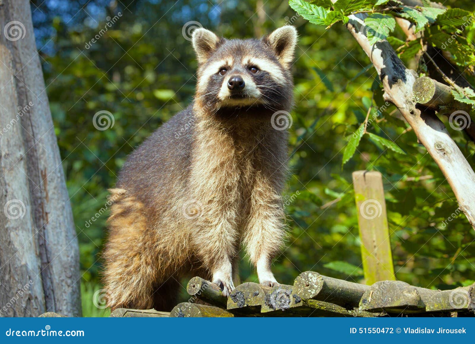 Lotor Del Procyon, Mapache Americano, Foto de archivo - Imagen de verde ...