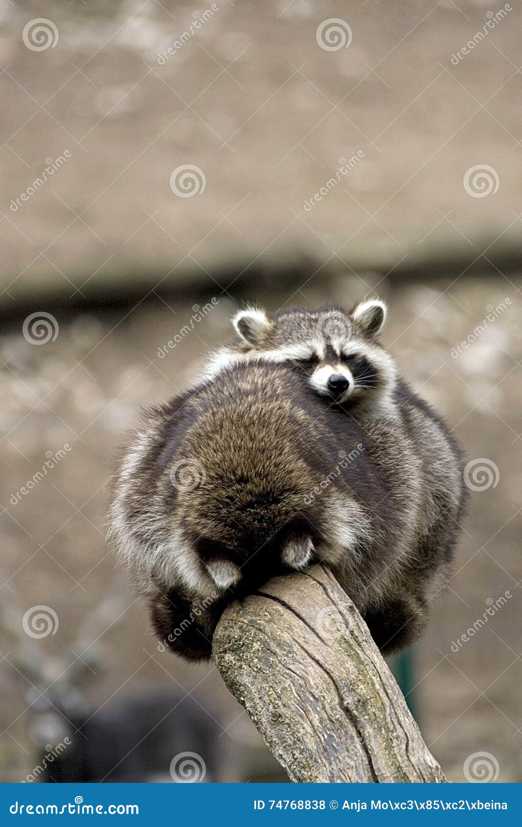 Lotor Del Procyon O Abrazo De Los Mapaches Foto de archivo - Imagen de ...