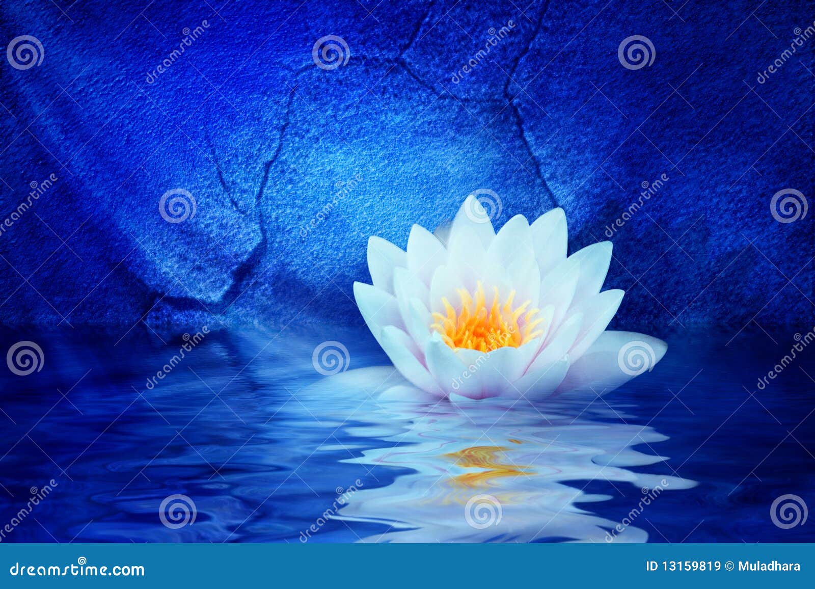 Lotos stockbild. Bild von menge, meditation, exotisch - 13159819