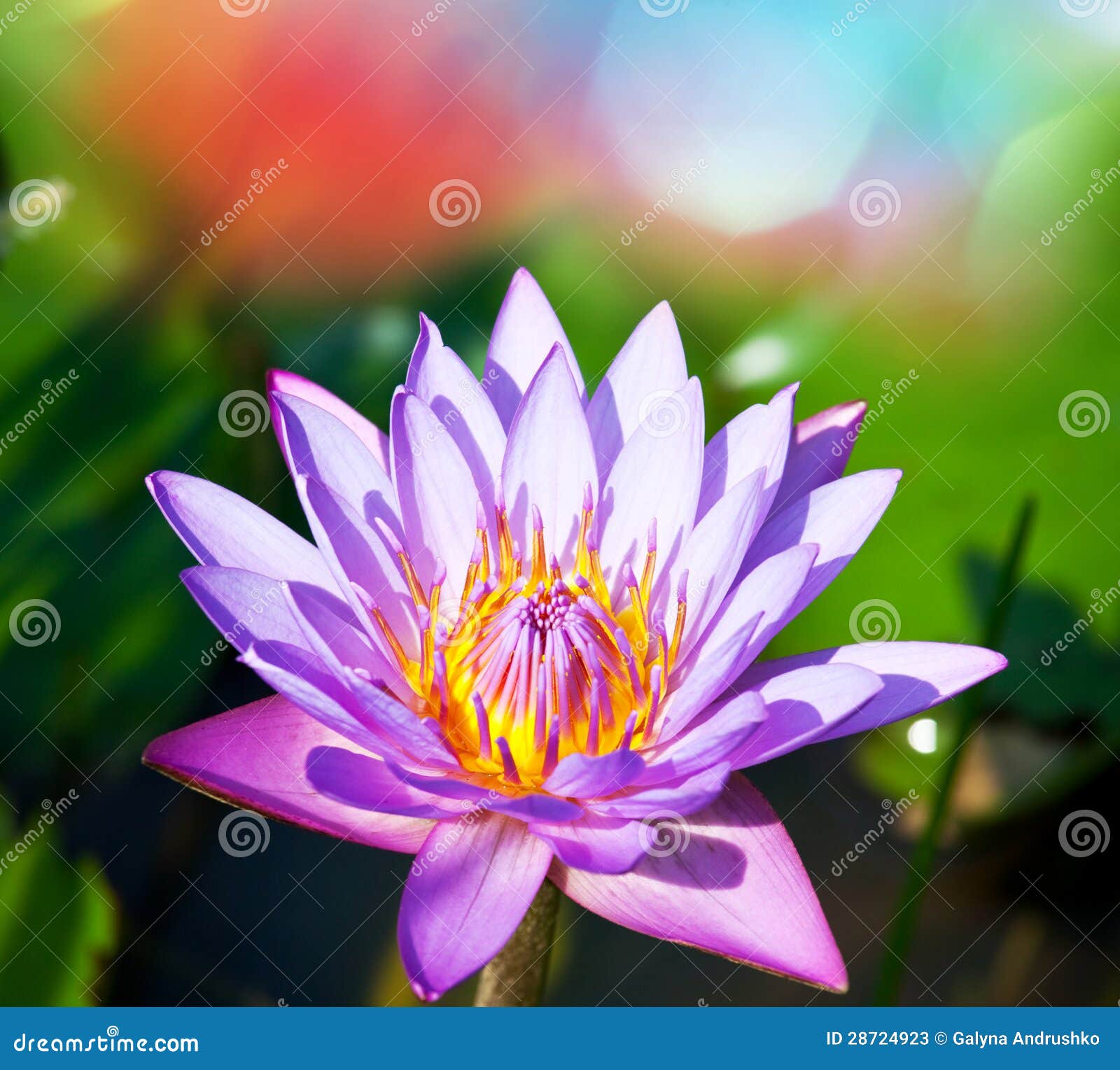 Lotos stock image. Image of peace, lotus, flower, natural - 28724923