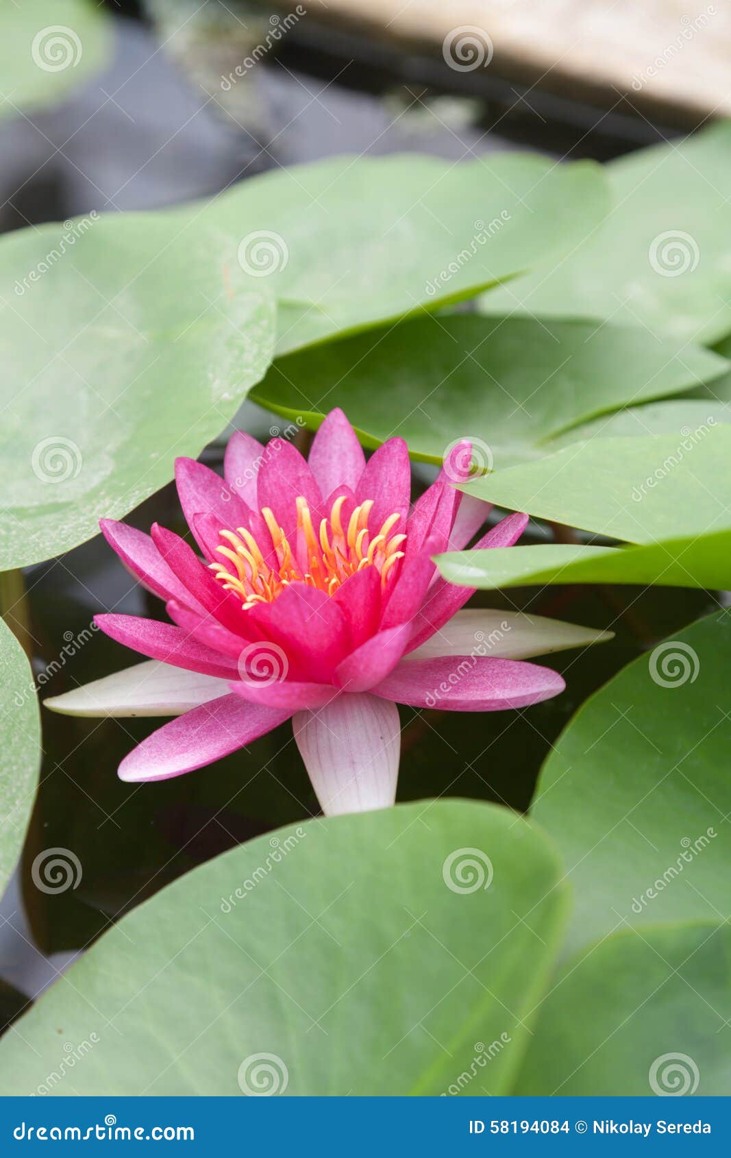 Lotos rojos foto de archivo. Imagen de oriental, ambiente - 58194084