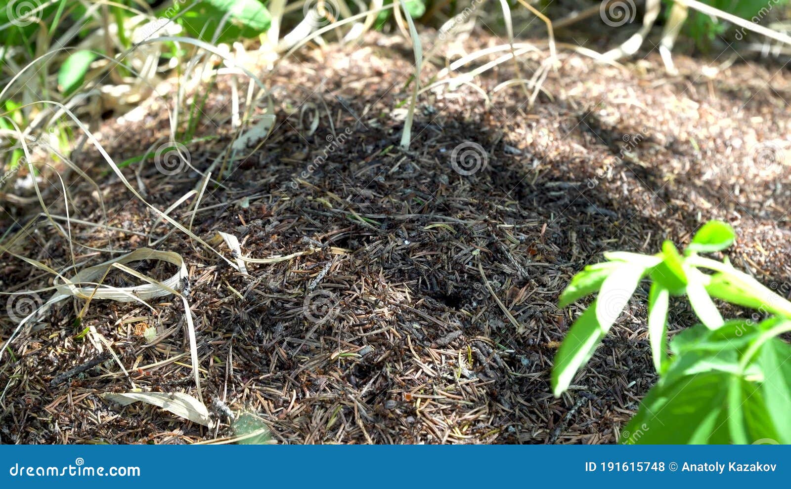 Lots of Ants in an Anthill. Insects Run Fast on the Ground. Stock ...