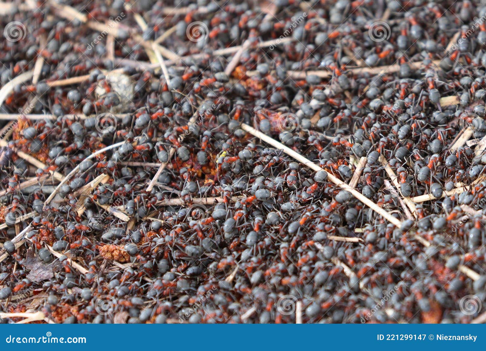 Lots of ants stock image. Image of grass, wild, insects - 221299147
