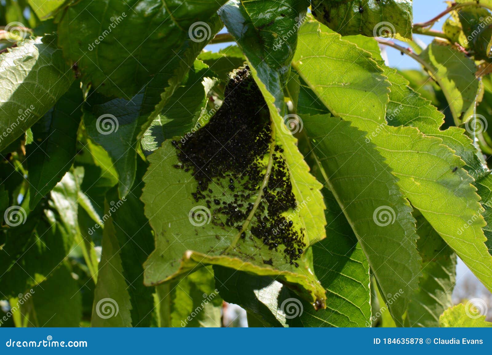 Lots of Aphids on the Cherry Tree Leaves Stock Photo - Image of fabae ...
