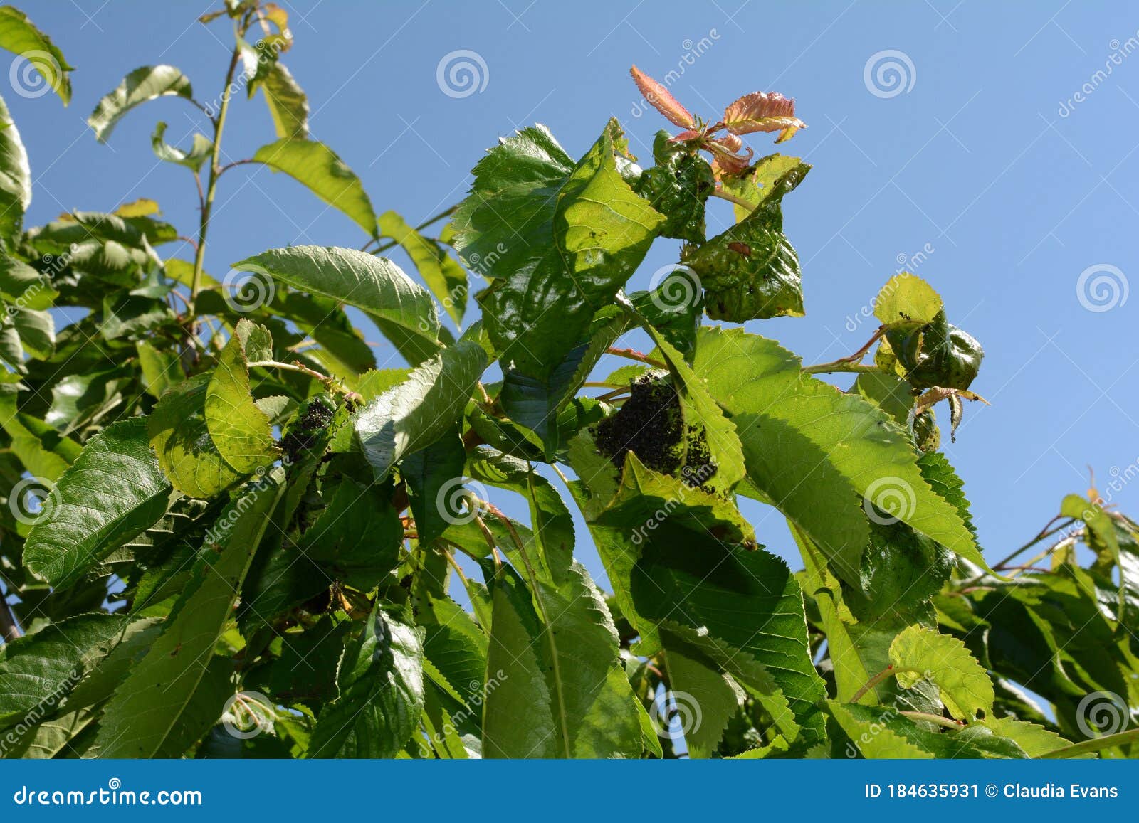 Lots of Aphids on Cherry Tree Leaves with Sky Stock Image - Image of ...