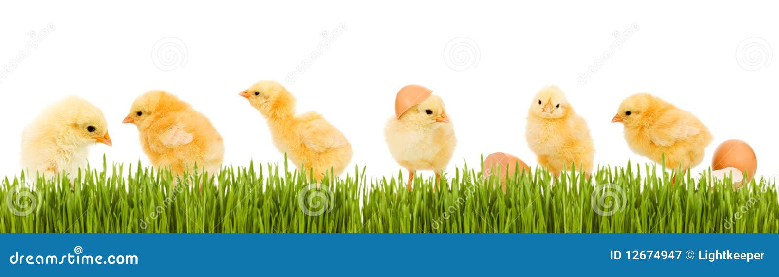 Chicken On The Grass Royalty-Free Stock Photo | CartoonDealer.com ...
