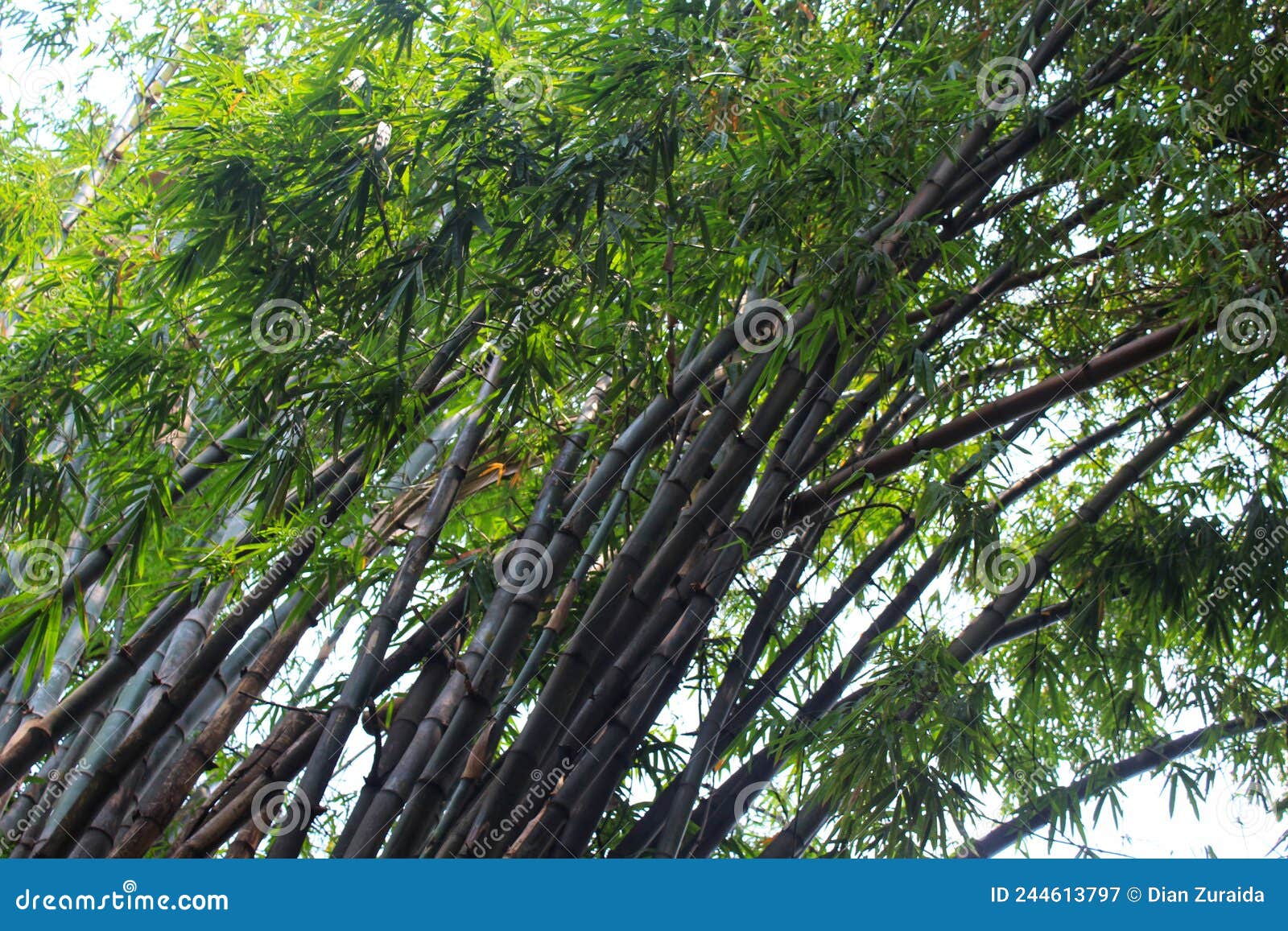 Lots of Bamboo Trees Behind the House Stock Image - Image of tree ...