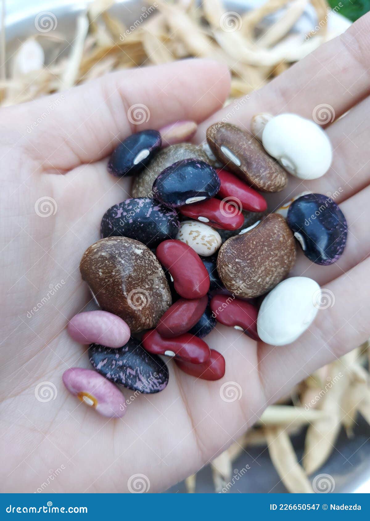Lots of beans in the hand stock image. Image of food - 226650547