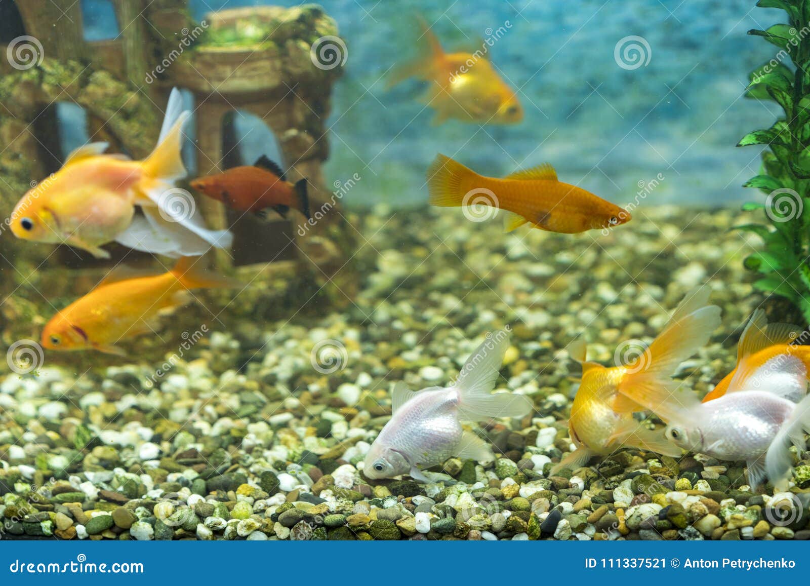 Lots of Beautiful Aquarium Fish for Home Stock Image - Image of color ...