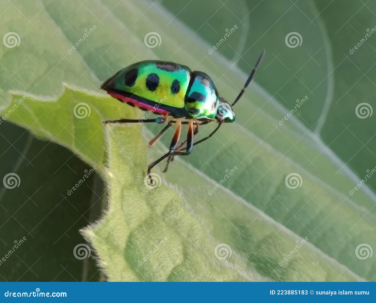 A beautiful colored insect stock image. Image of amazing - 223885183