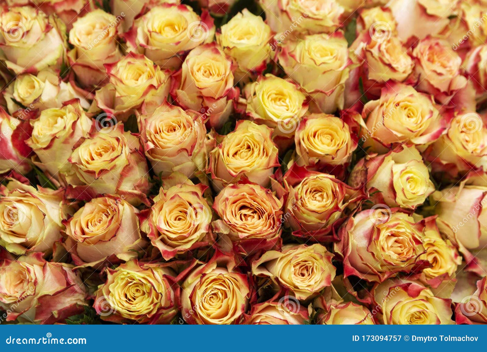 Lots of Beautiful Yellow Roses Stock Image - Image of color, beauty ...