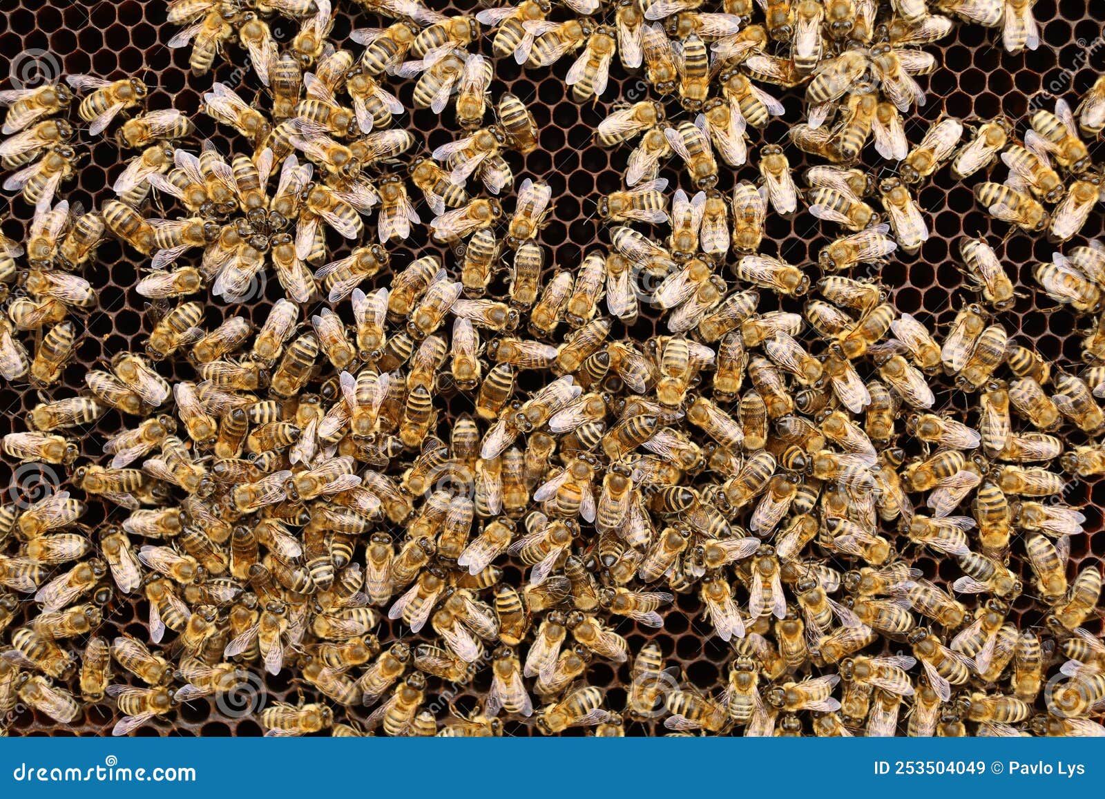 Lots of Bee Insects. Bees Close-up Stock Image - Image of honey ...