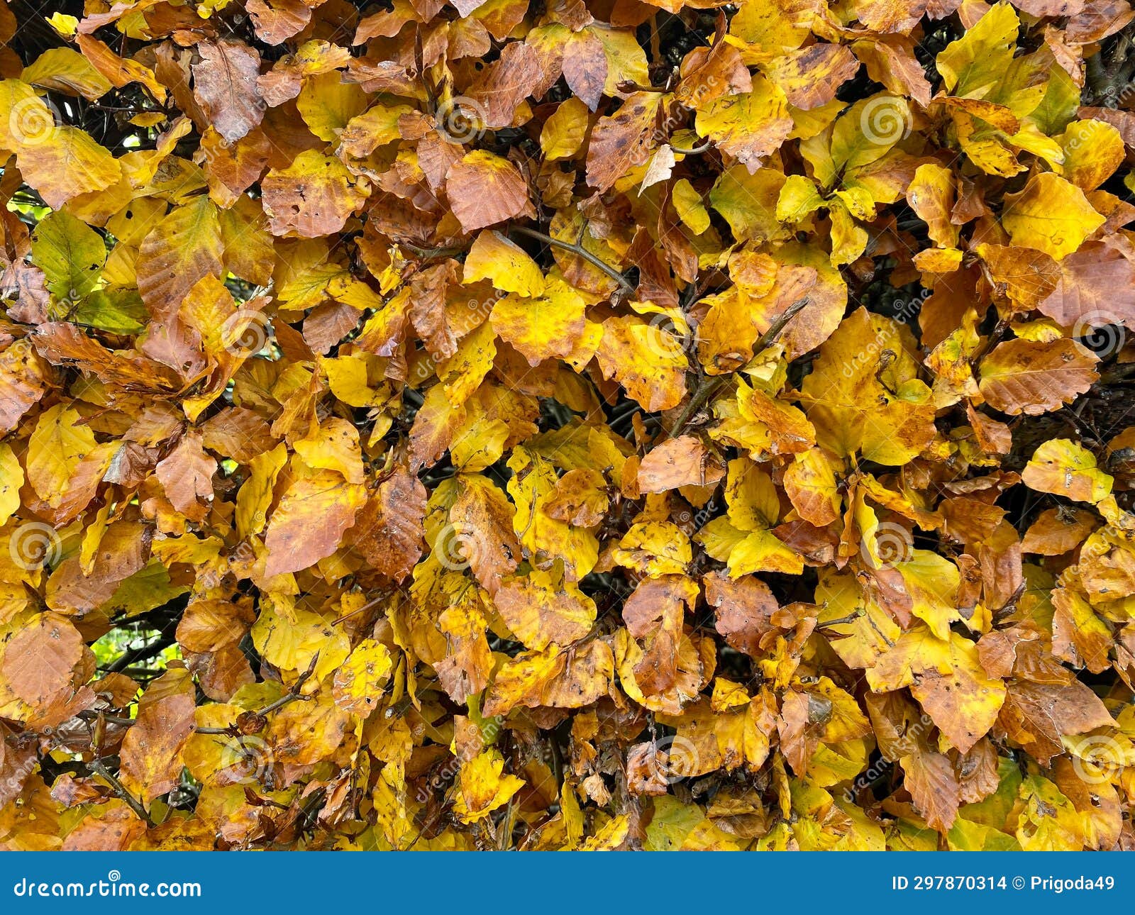 Beech tree leaves stock photo. Image of autumn, fruit - 297870314