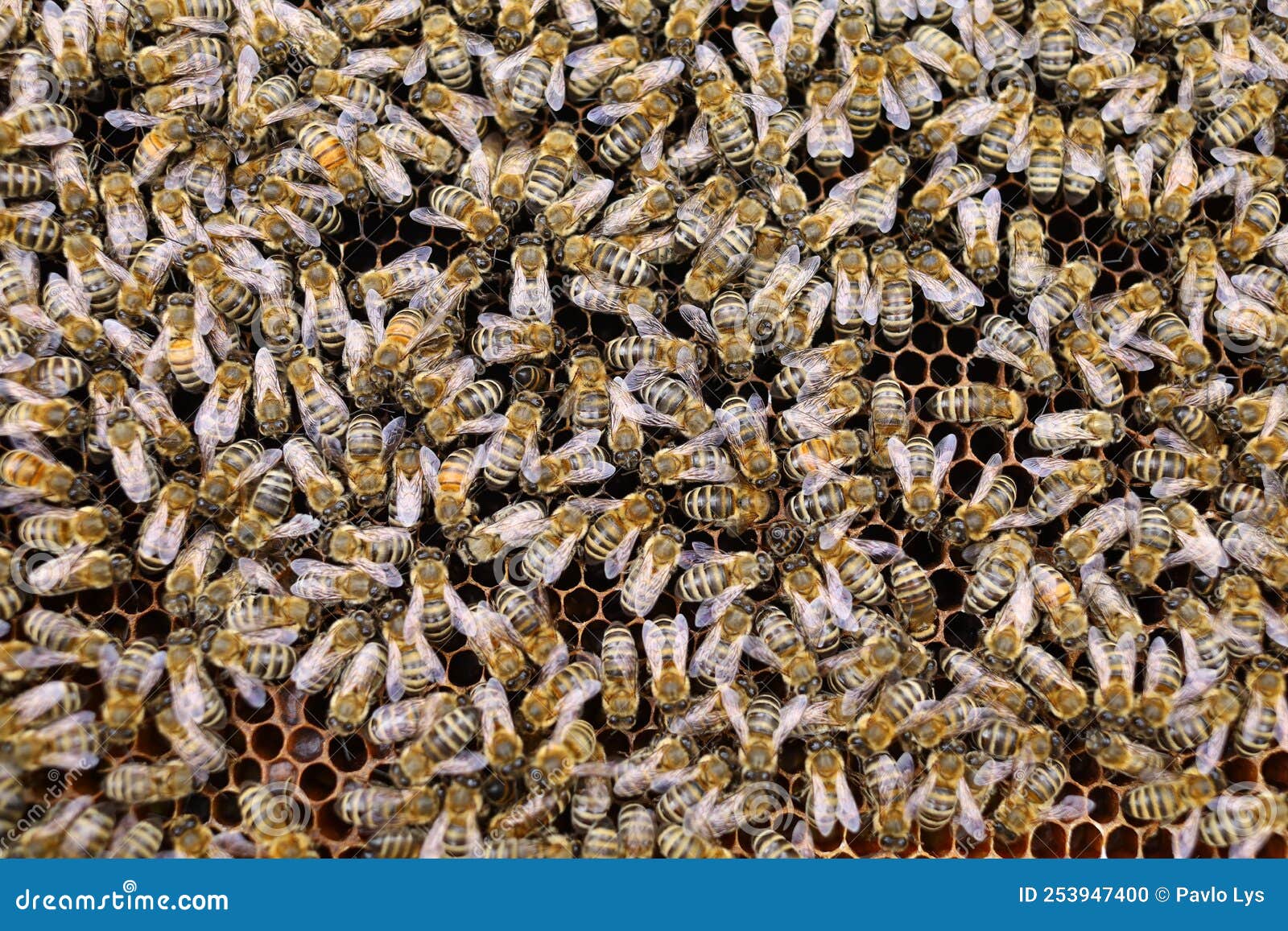 Lots of Bees. Bees Insects on the Frame of the Hive Stock Photo - Image ...