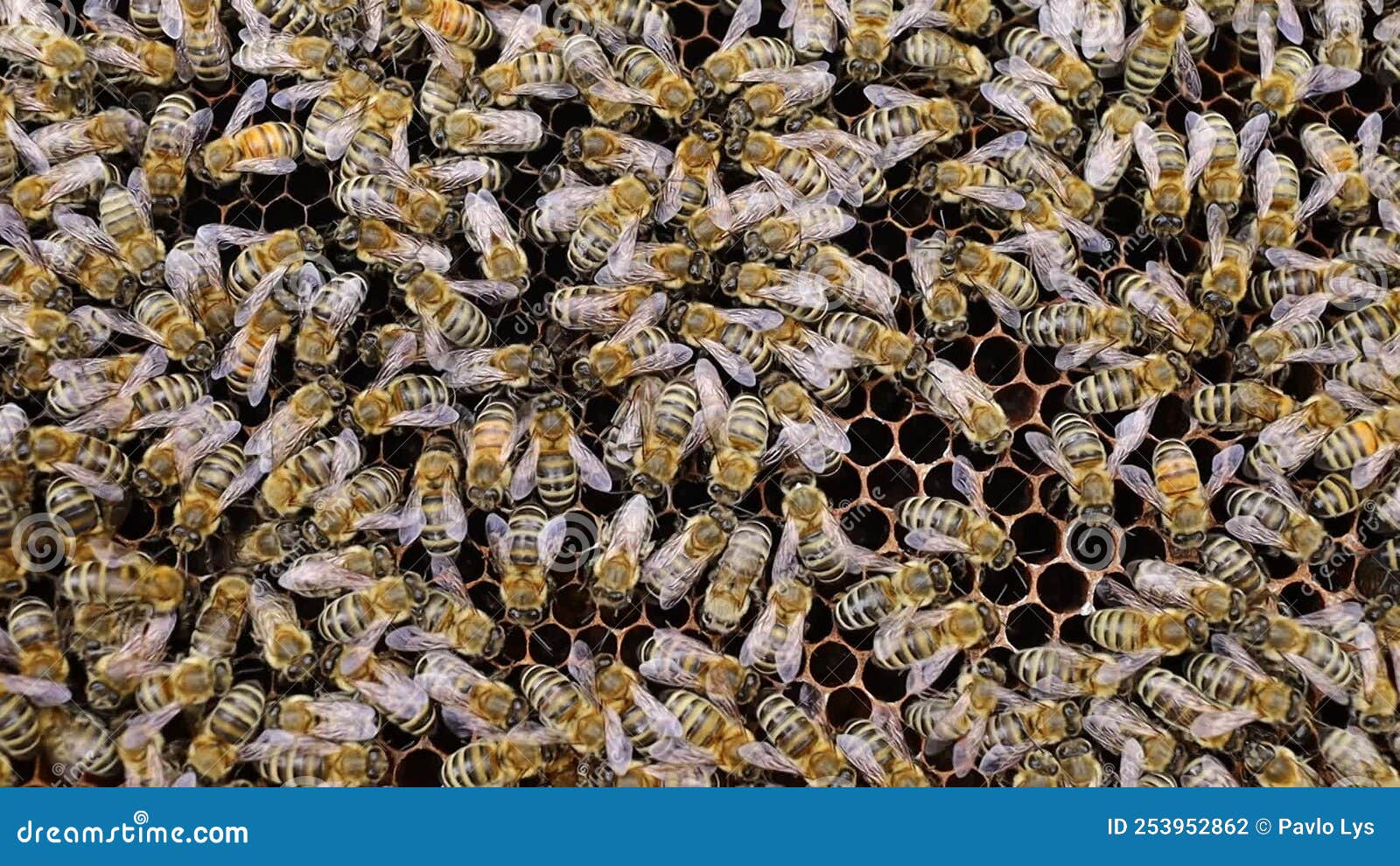 Lots of Bees. Bees Insects on the Frame of the Hive Stock Footage ...