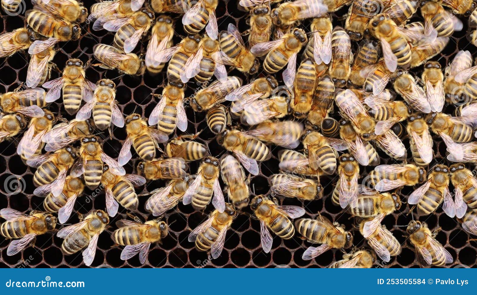 Lots of Bees Close-up. Bees on a Frame in the Hive Stock Footage ...