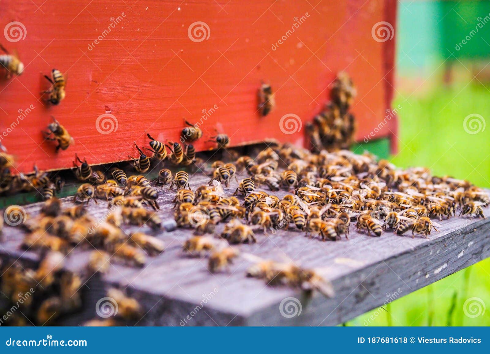 Lots of Bees - Swarm of Bees at Their Hive Stock Photo - Image of honey ...