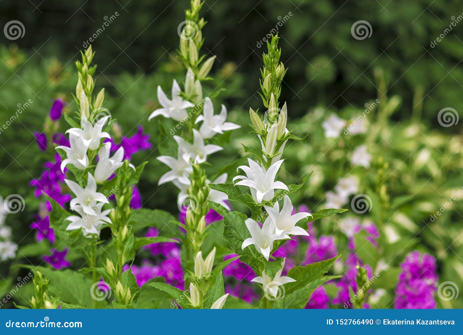 Lots of Bells are White and Purple Stock Photo - Image of cover ...
