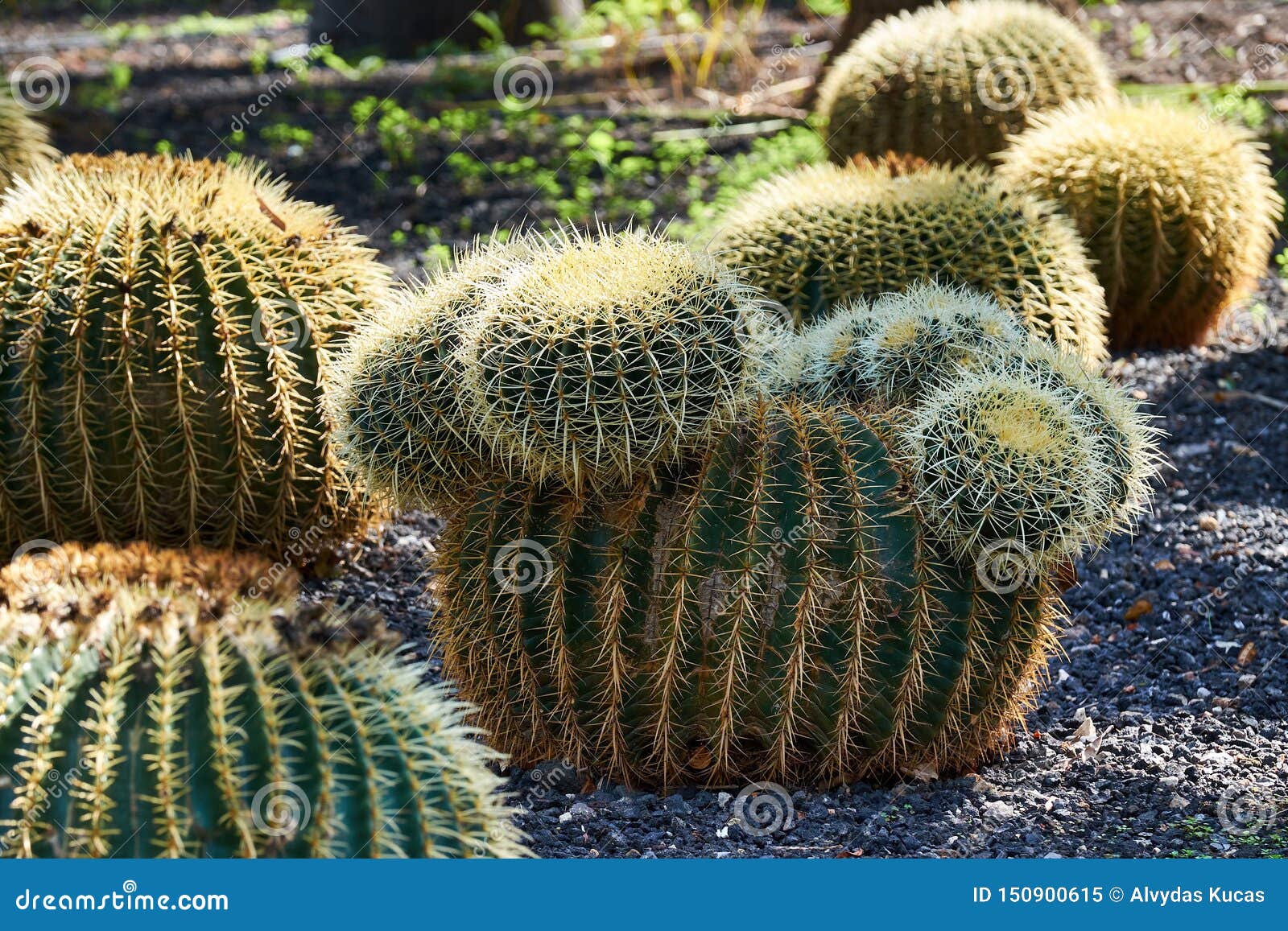 Lots of big cacti stock image. Image of exotic, botany - 150900615