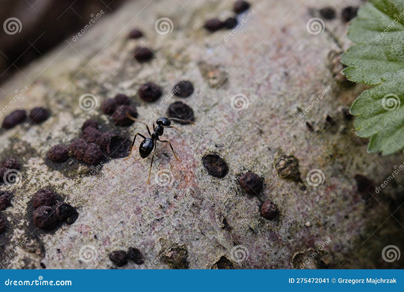 Black Ants Walking on an Old Tree Trunk in the Forest Stock Image ...