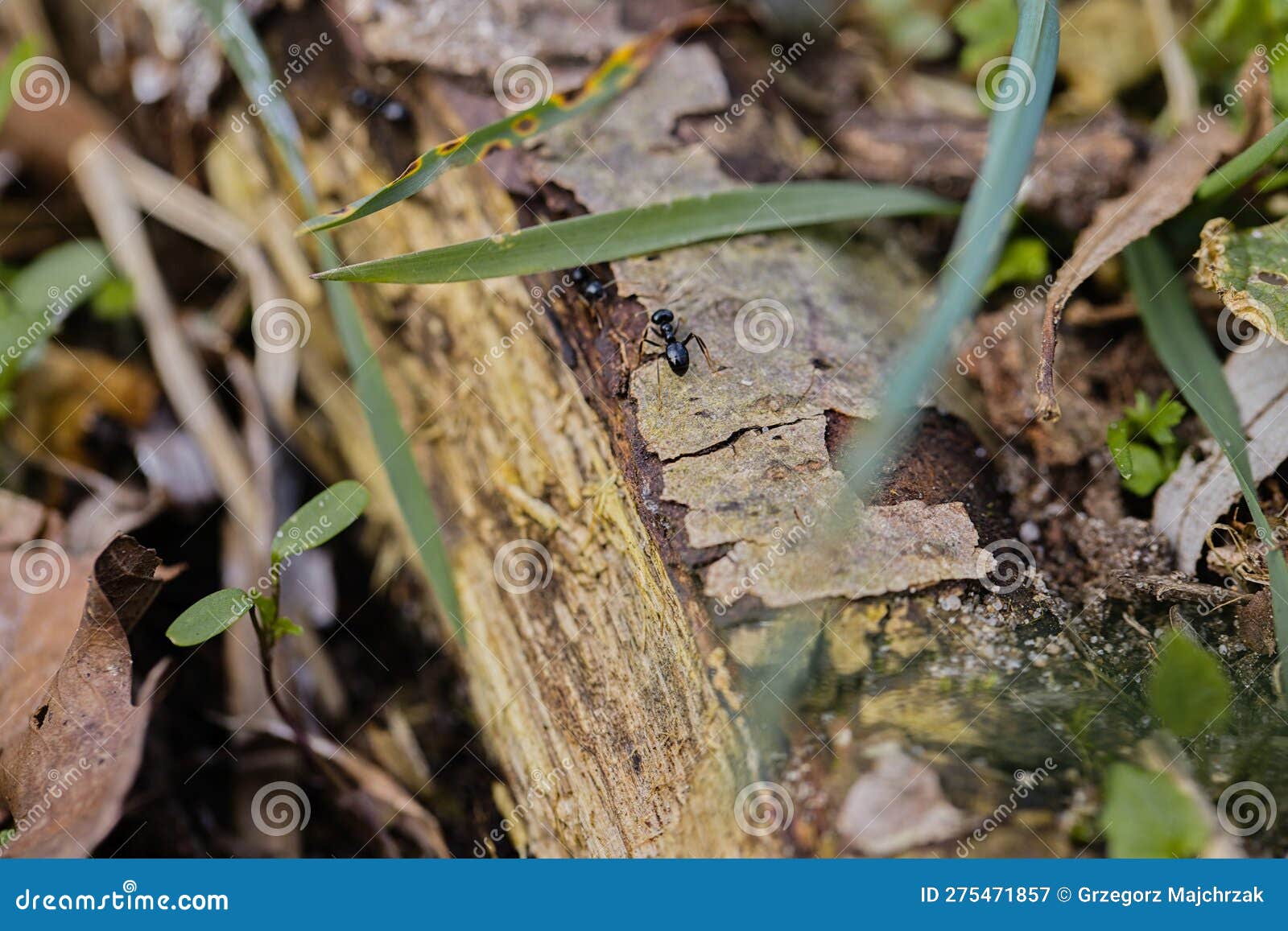 Black Ants Walking on an Old Tree Trunk in the Forest Stock Image ...