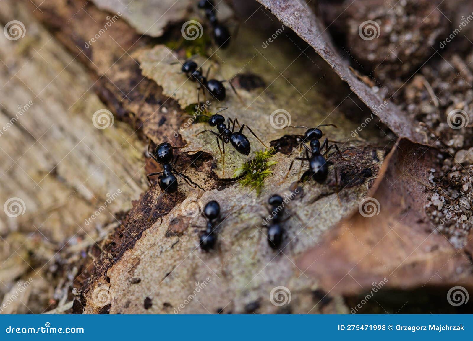 Black Ants Walking on an Old Tree Trunk in the Forest Stock Photo ...