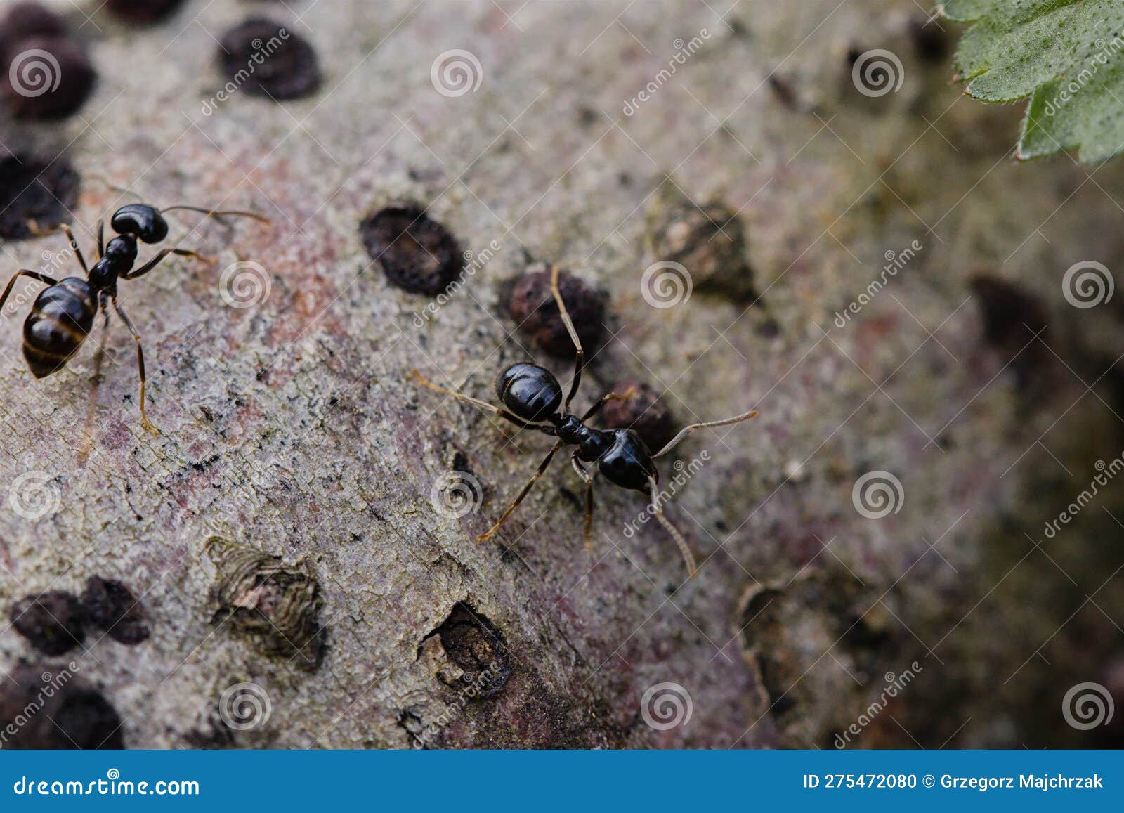 Black Ants Walking on an Old Tree Trunk in the Forest Stock Photo ...