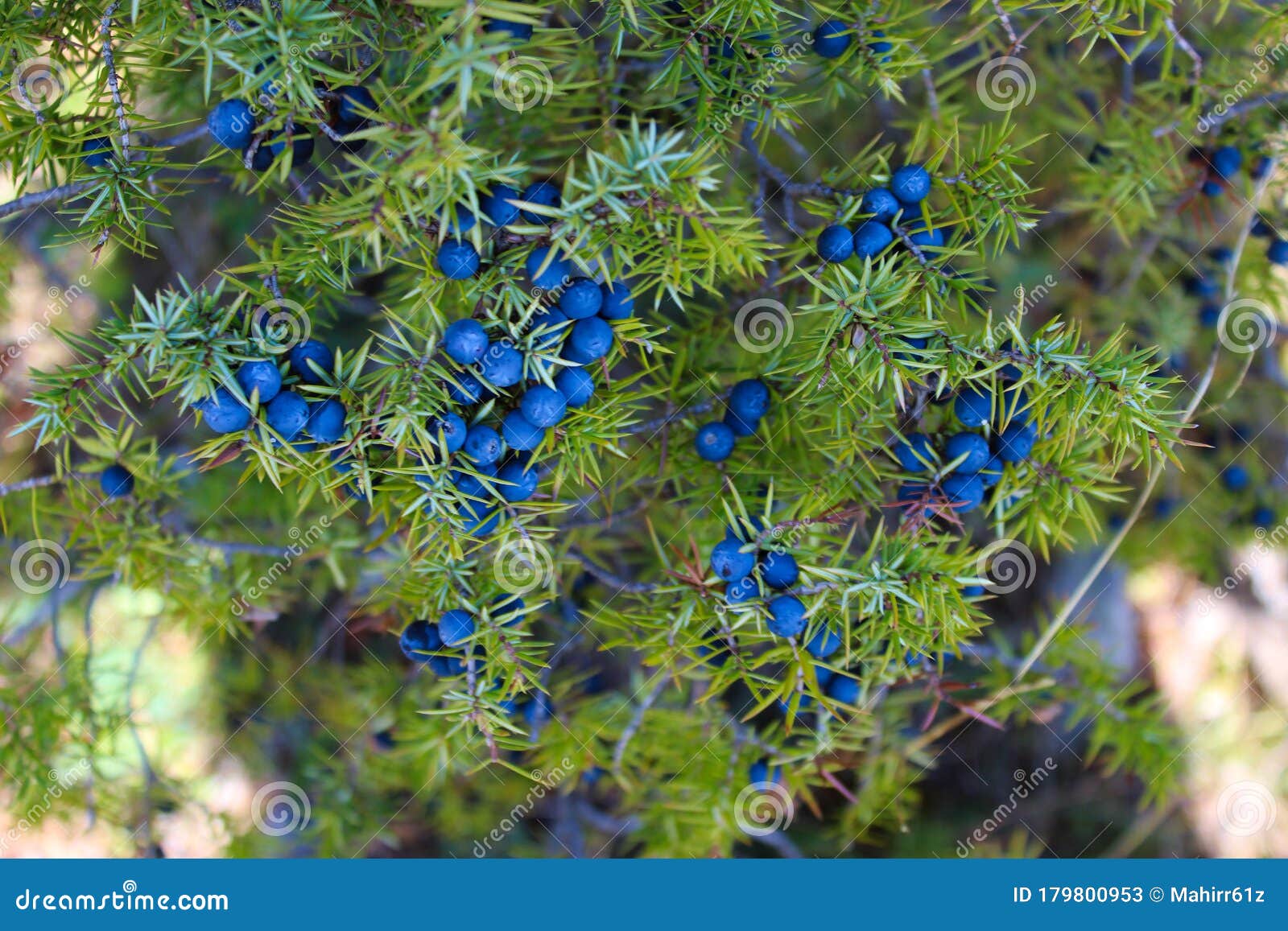 Lots of Blue Juniper Berries on the Tree Stock Image - Image of herb ...