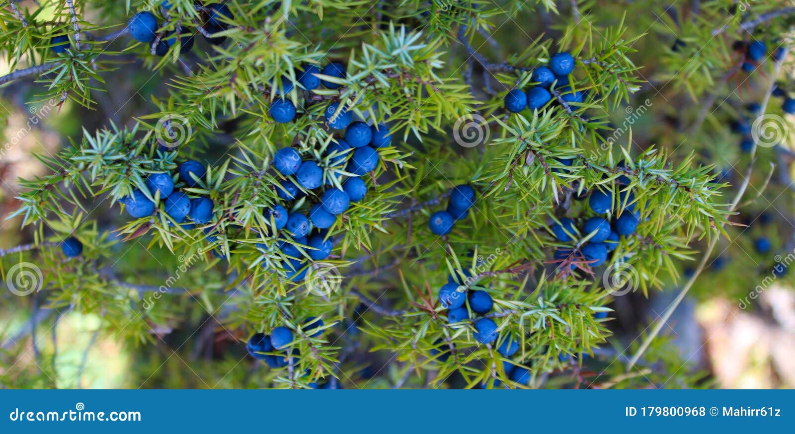 Lots of Blue Juniper Berries on the Tree Stock Photo - Image of floral ...