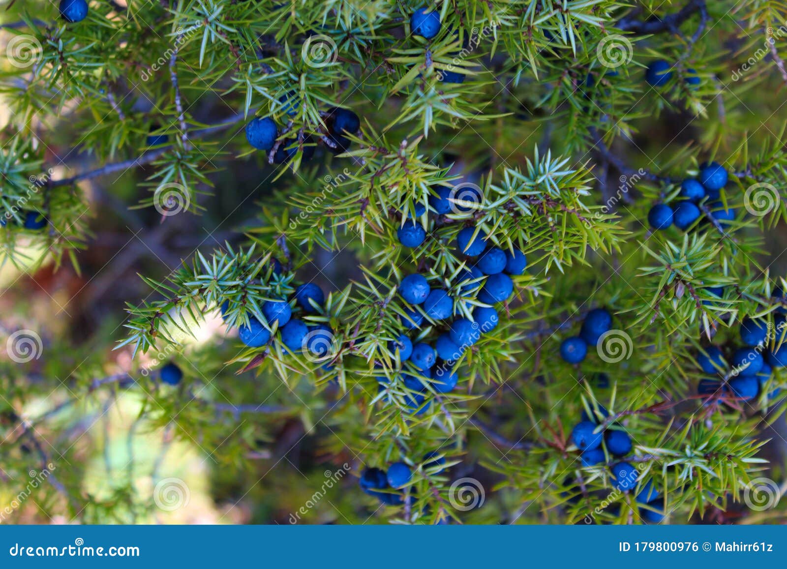 Lots of Blue Juniper Berries on the Tree Stock Photo - Image of forest ...