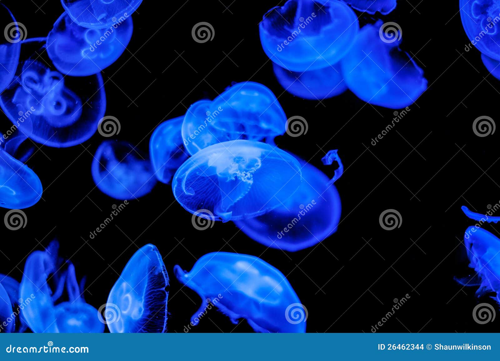 Lots of Blue Moon Jelly Fish Stock Photo - Image of swim, tropical ...