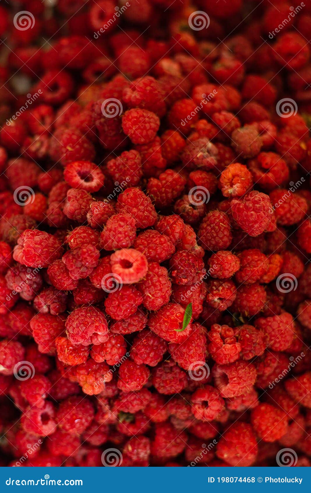 Lots of Bright Raspberries. Background, Picture for Postcard Stock ...