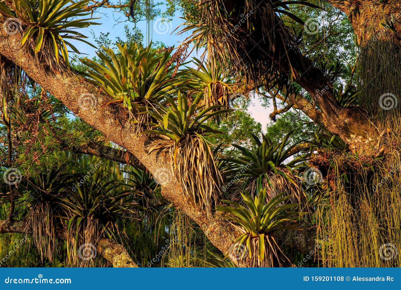 Lush Epiphytes Highlight The Trees In Monteverde Cloud Forest Reserve ...