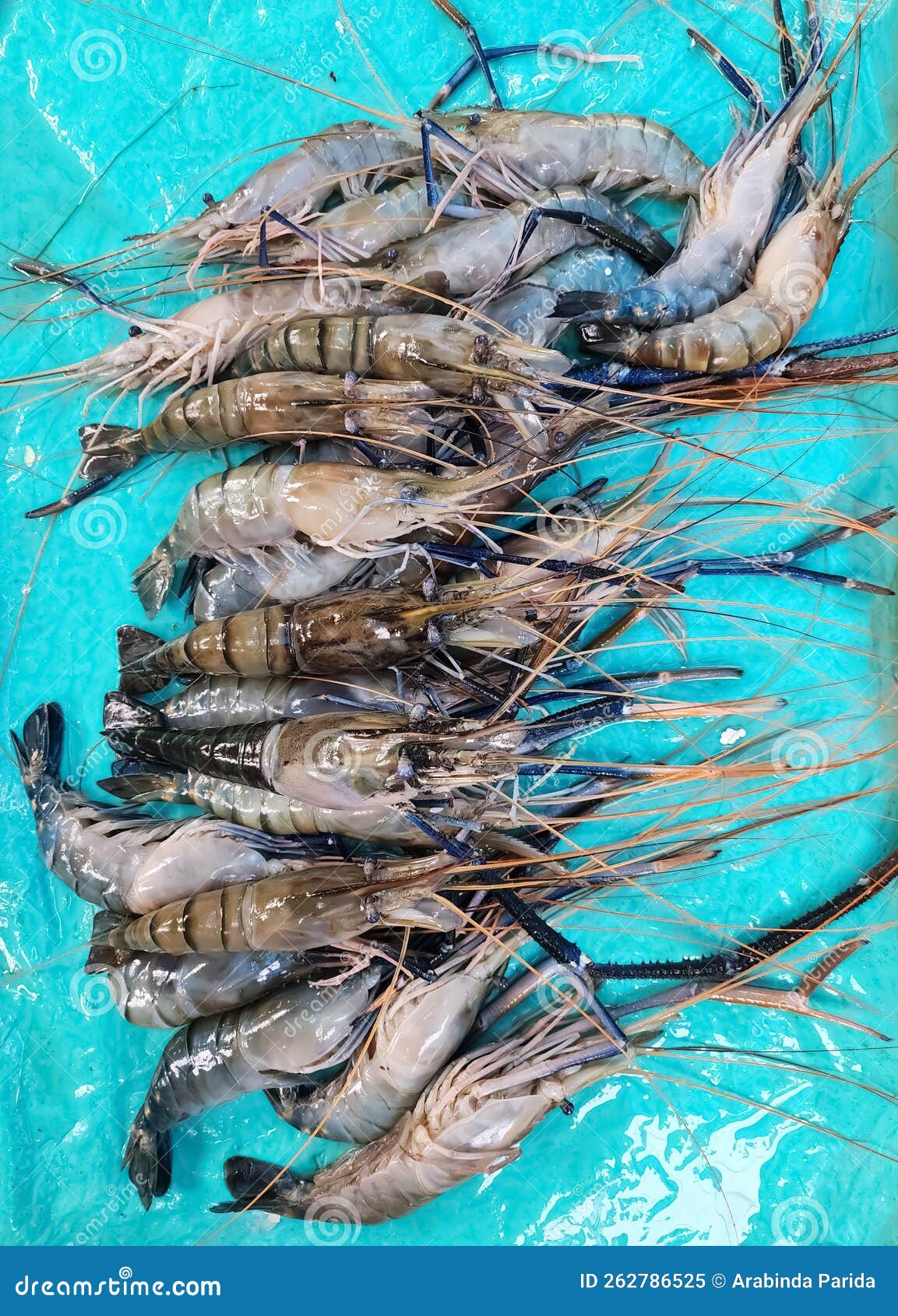 Lots of brown big Prawns stock image. Image of prawn - 262786525